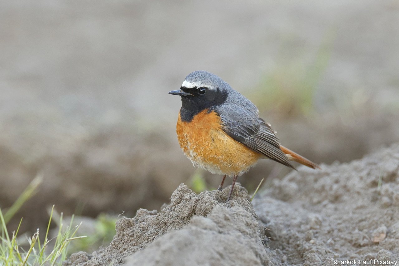 Gartenrotschwanz: Der farbenfrohe Vogel im heimischen Garten