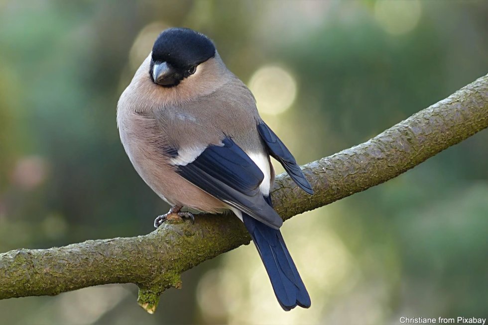 Gimpel - Alles Wissenswerte über den farbenfrohen Singvogel
