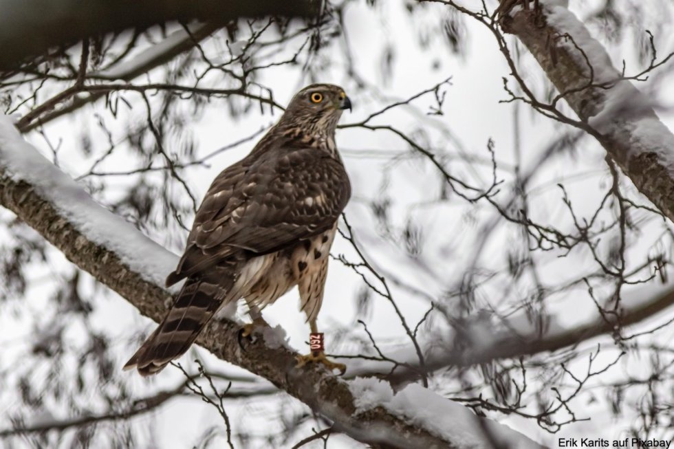 Habicht, Accipiter gentilis: Faszinierender Jäger im Fokus