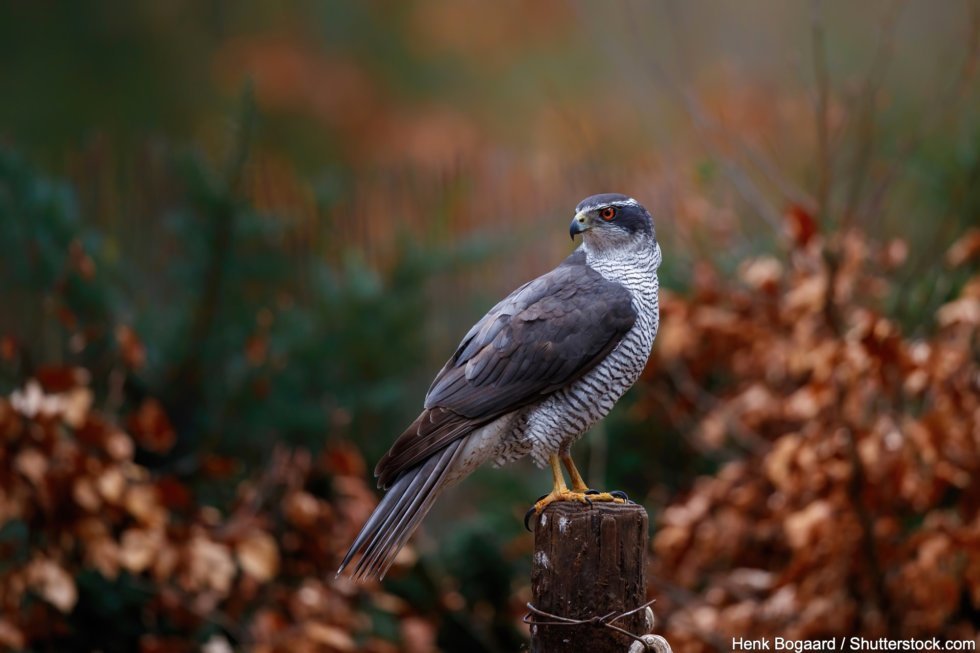 Habicht, Accipiter gentilis: Faszinierender Jäger im Fokus