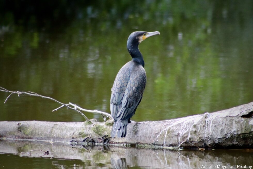 Kormoran: Wissenswerte über den beeindruckenden Seevogel