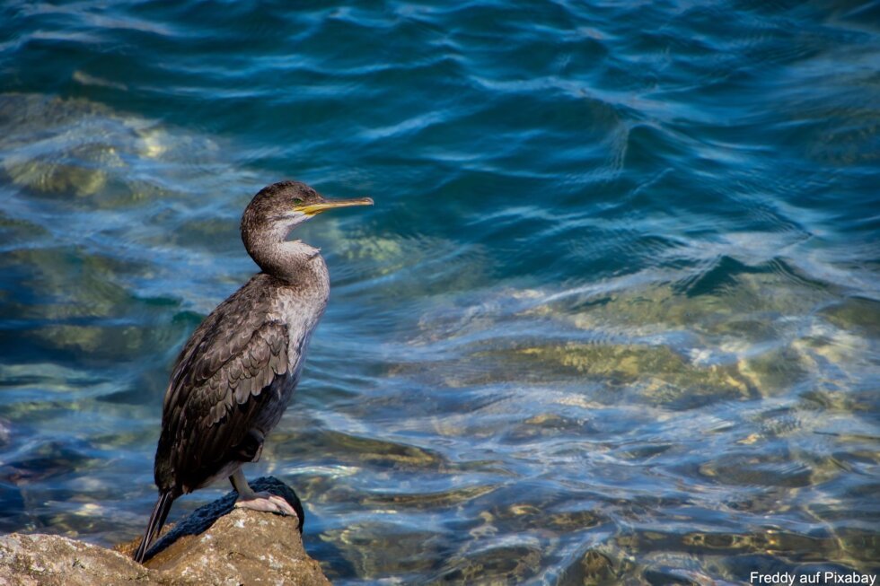 Kormoran: Wissenswerte über den beeindruckenden Seevogel