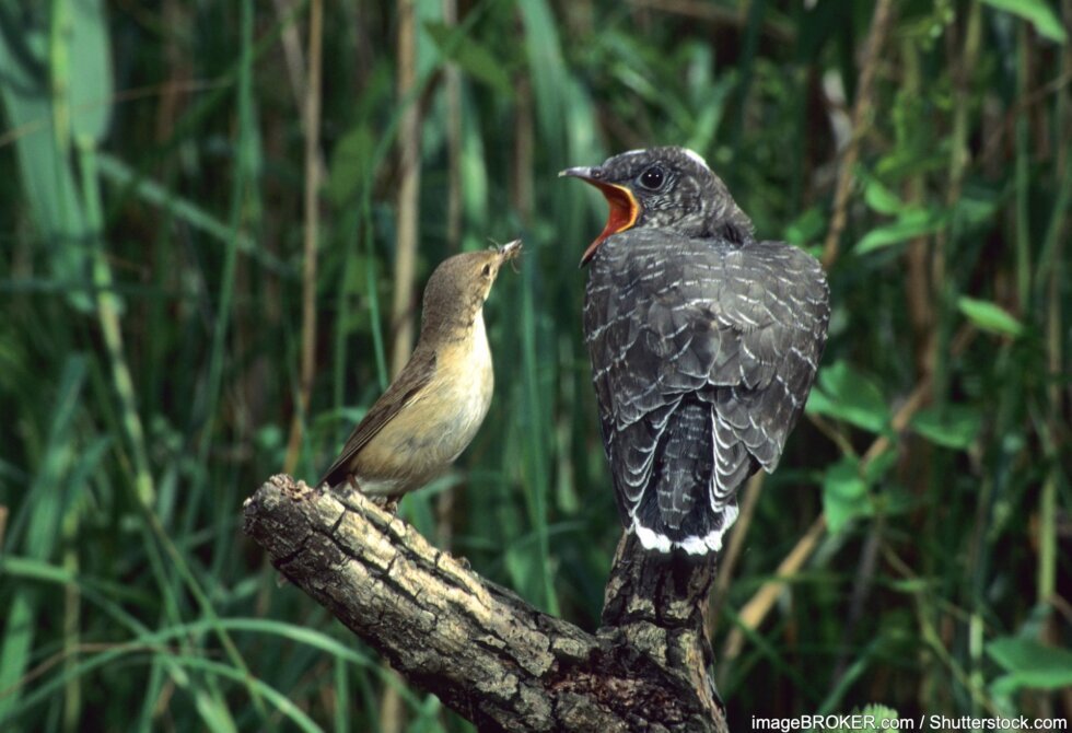 Kuckuck: Infos über den Brutparasiten und sein Vorgehen