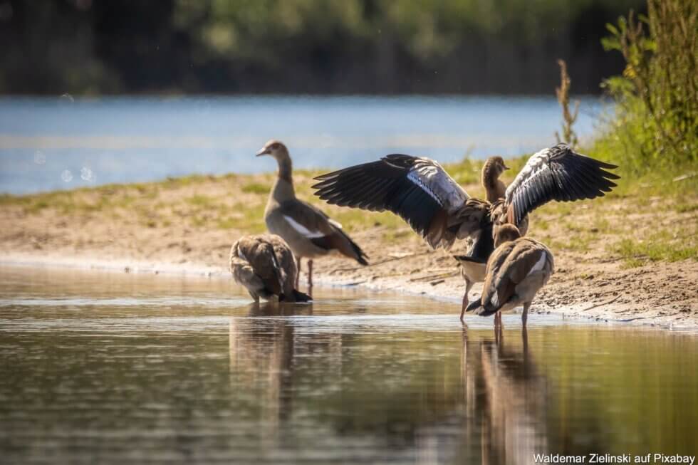 Nilgans: Alle Infos über den faszinierenden Wasservogel
