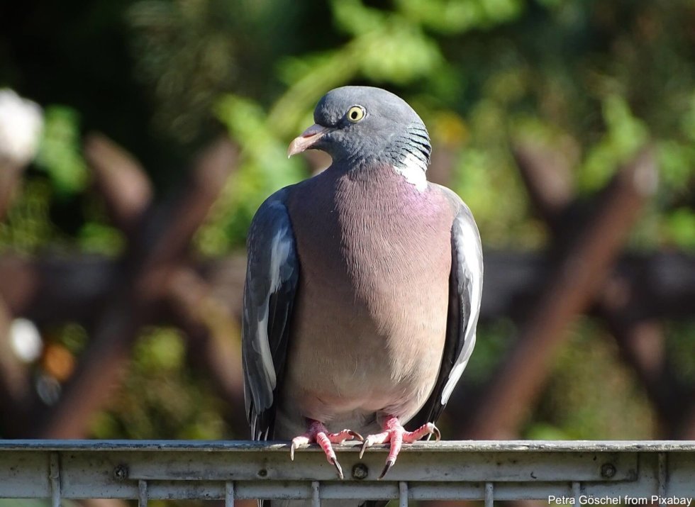 Ringeltaube: Alles Wissenswerte über diesen faszinierenden Vogel
